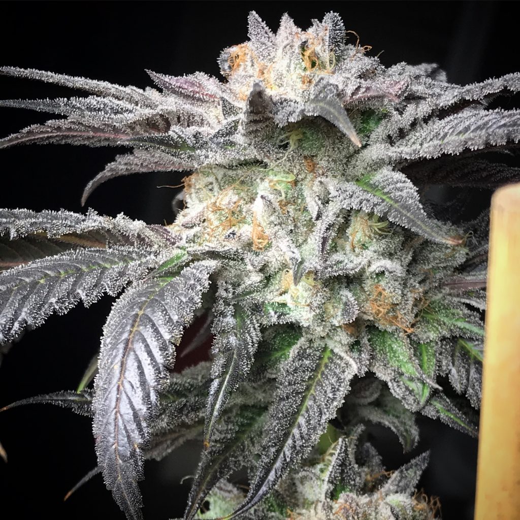 SolFire Gardens – Artizen Seed Shop