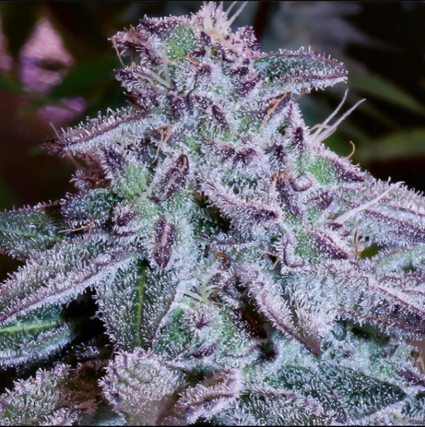 Rumple Mintz (Jelly Mint x Pure Michigan) 10+ Regs – Artizen Seed Shop